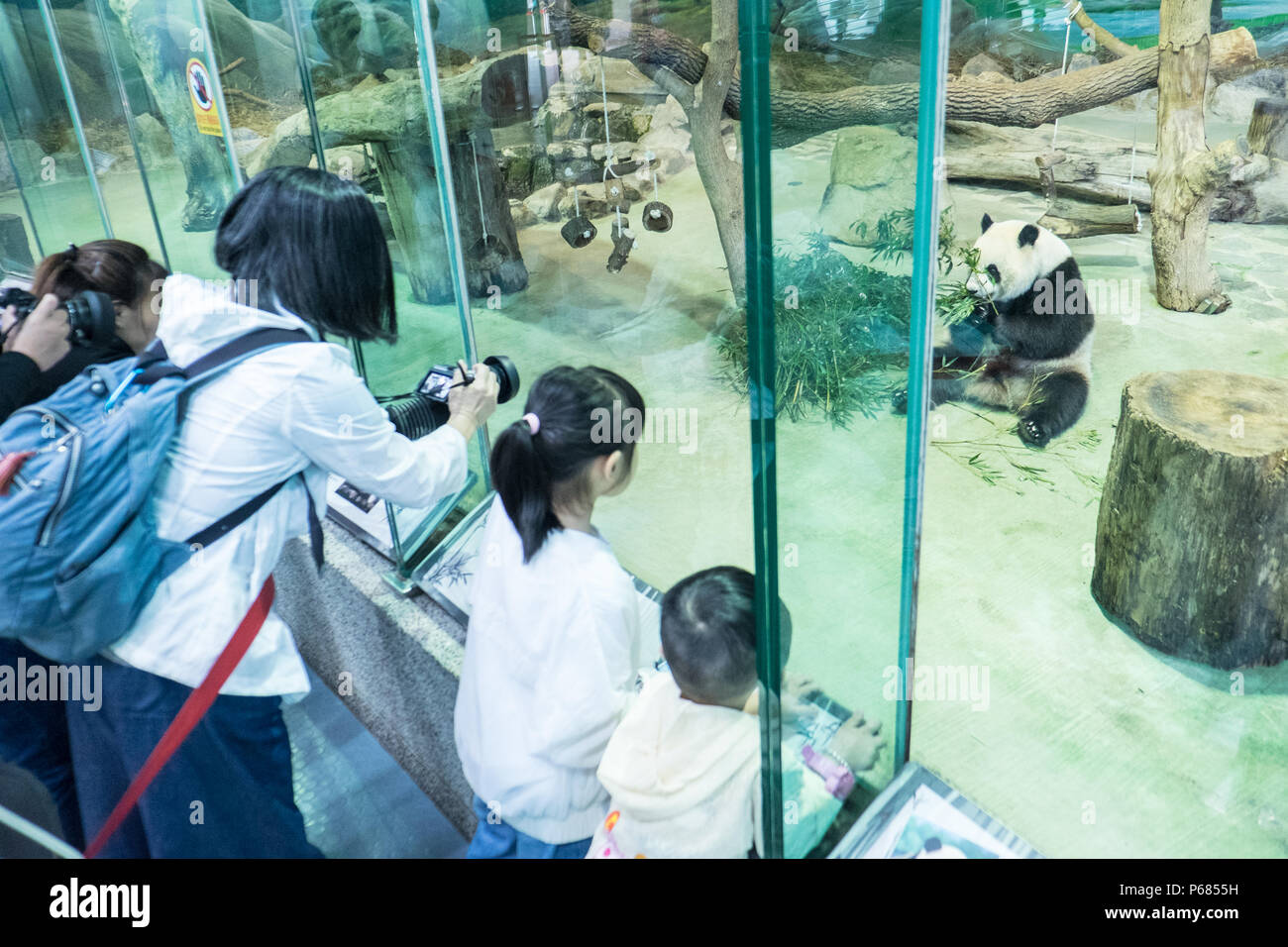 Giant Panda,Taipei Zoo,zoo,animal,animals,Taipei,Taipei City,Taiwan ...
