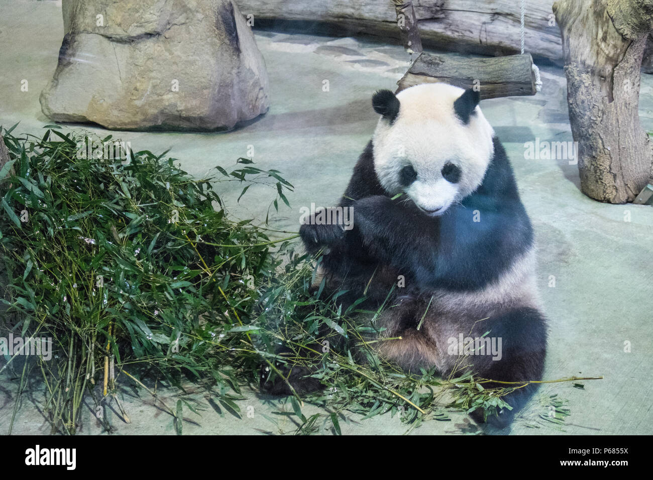 Giant Panda,Taipei Zoo,zoo,animal,animals,Taipei,Taipei City,Taiwan ...