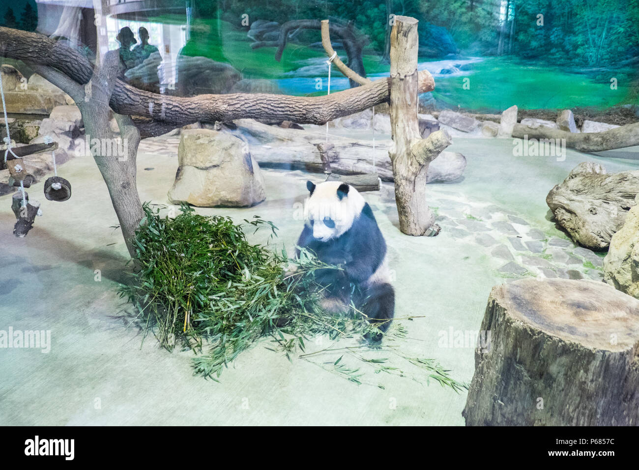 Giant Panda,Taipei Zoo,zoo,animal,animals,Taipei,Taipei City,Taiwan ...