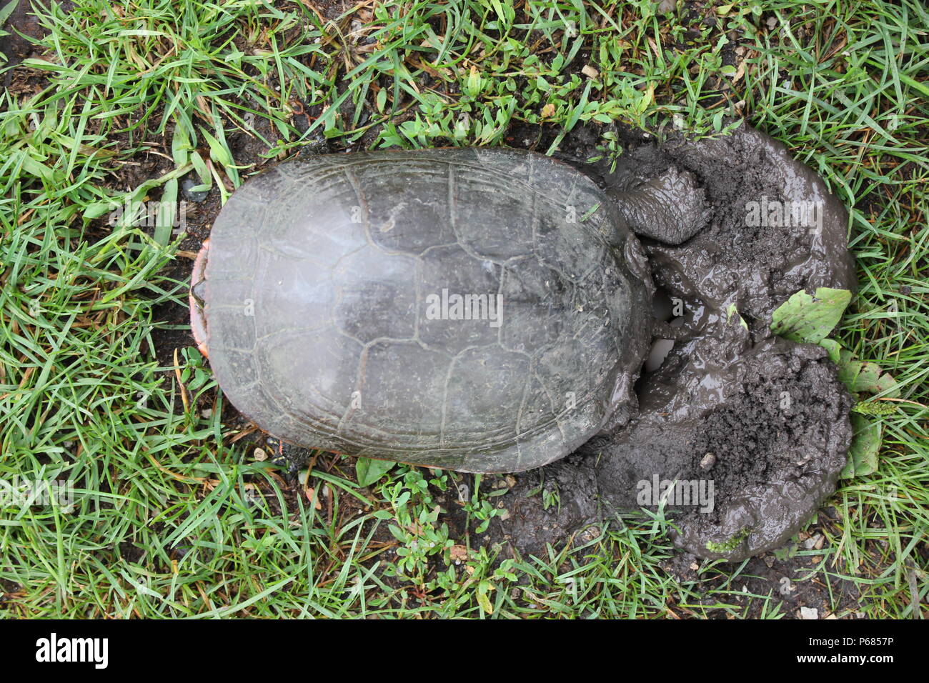 Wild turtle laying eggs in the ground Stock Photo - Alamy