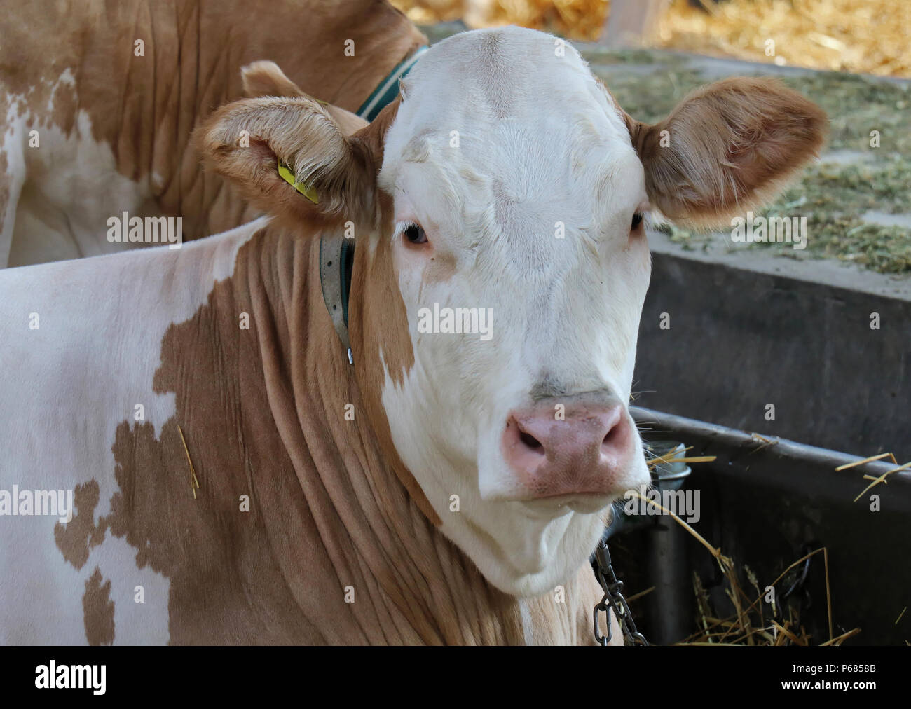 Domestic cow inside farm stable with more cows in the back Stock Photo ...