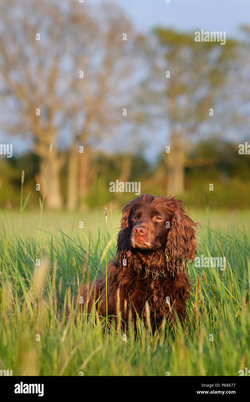 Working cocker spaniel in a field Stock Photo - Alamy