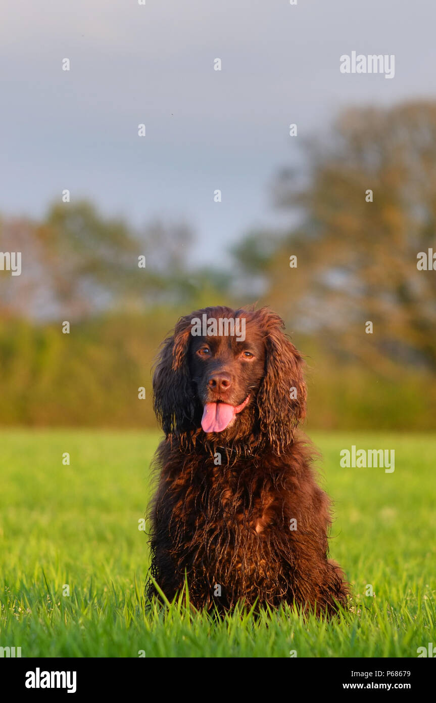 Working cocker spaniel in a field Stock Photo - Alamy