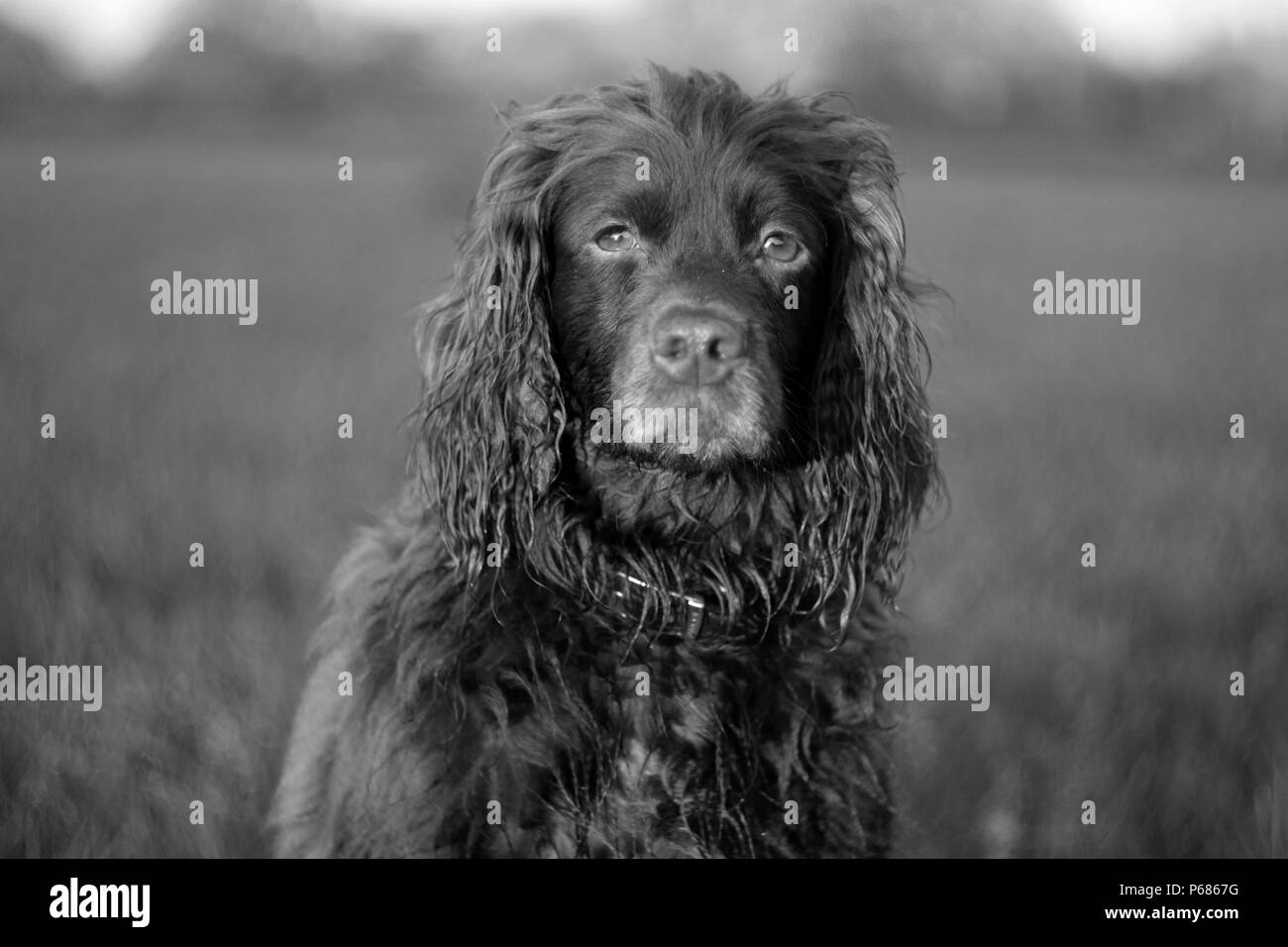 Working cocker spaniel Black and White Stock Photos & Images - Alamy
