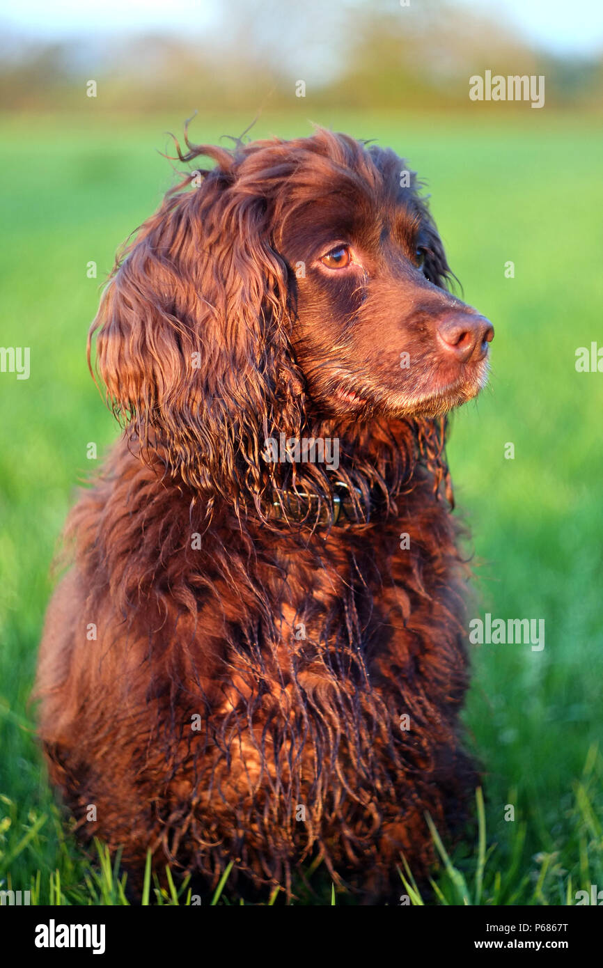 Working cocker spaniel in a field Stock Photo - Alamy