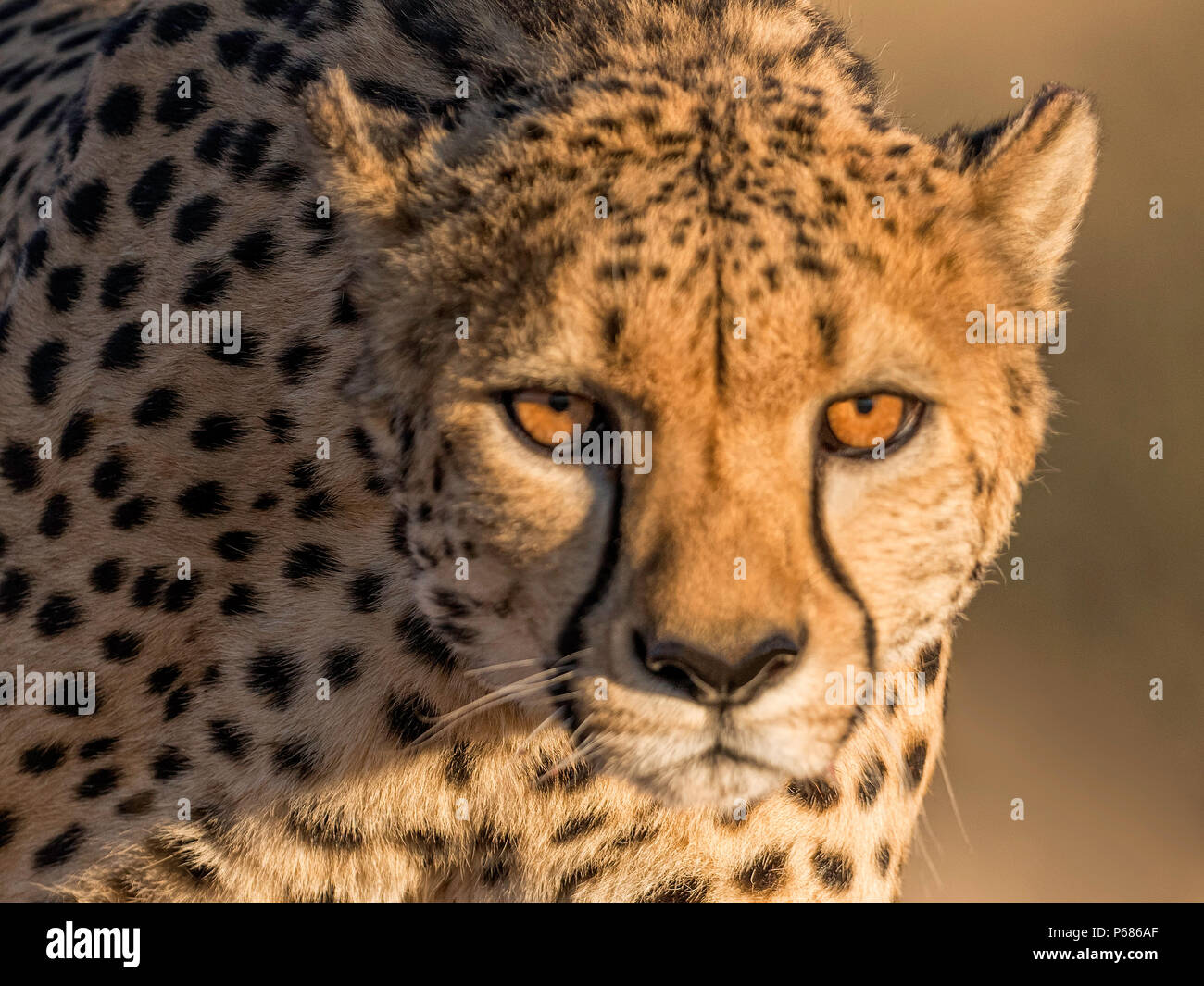 Cheetah wildlife hi-res stock photography and images - Alamy