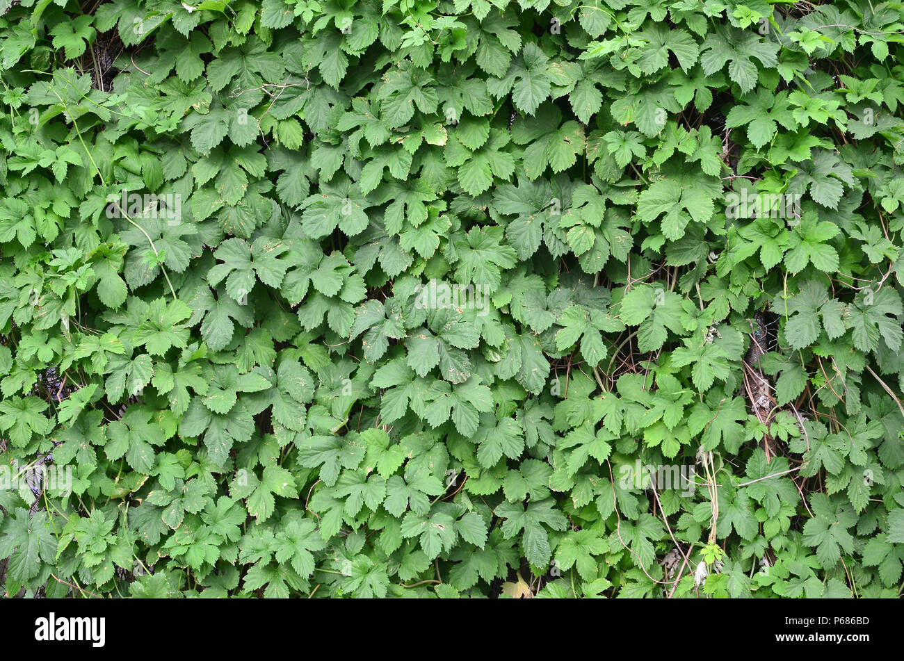 Green ivy grows along the beige wall of painted tiles. Texture of dense ...