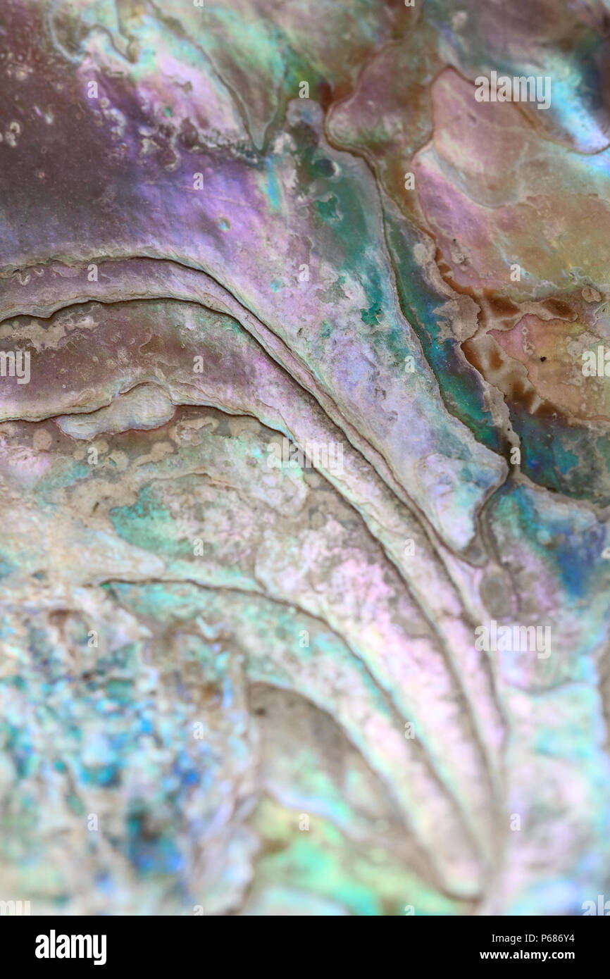 Close-up of an abalone shell (Haliotis) reveals iridescent patterns and lines Stock Photo - Alamy