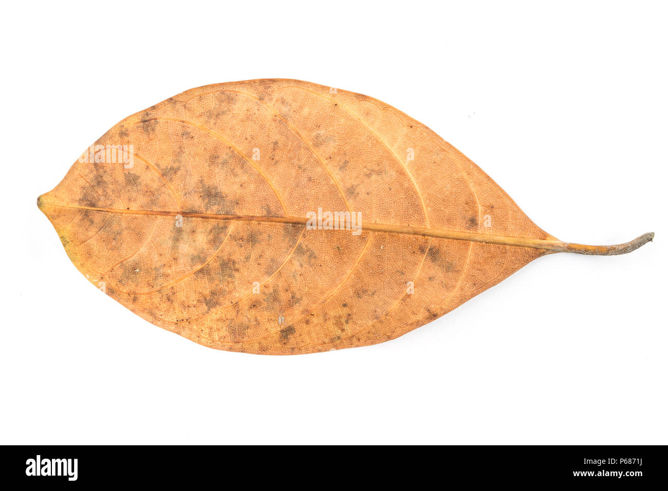 Close up dead leaf isolated on white background Stock Photo - Alamy