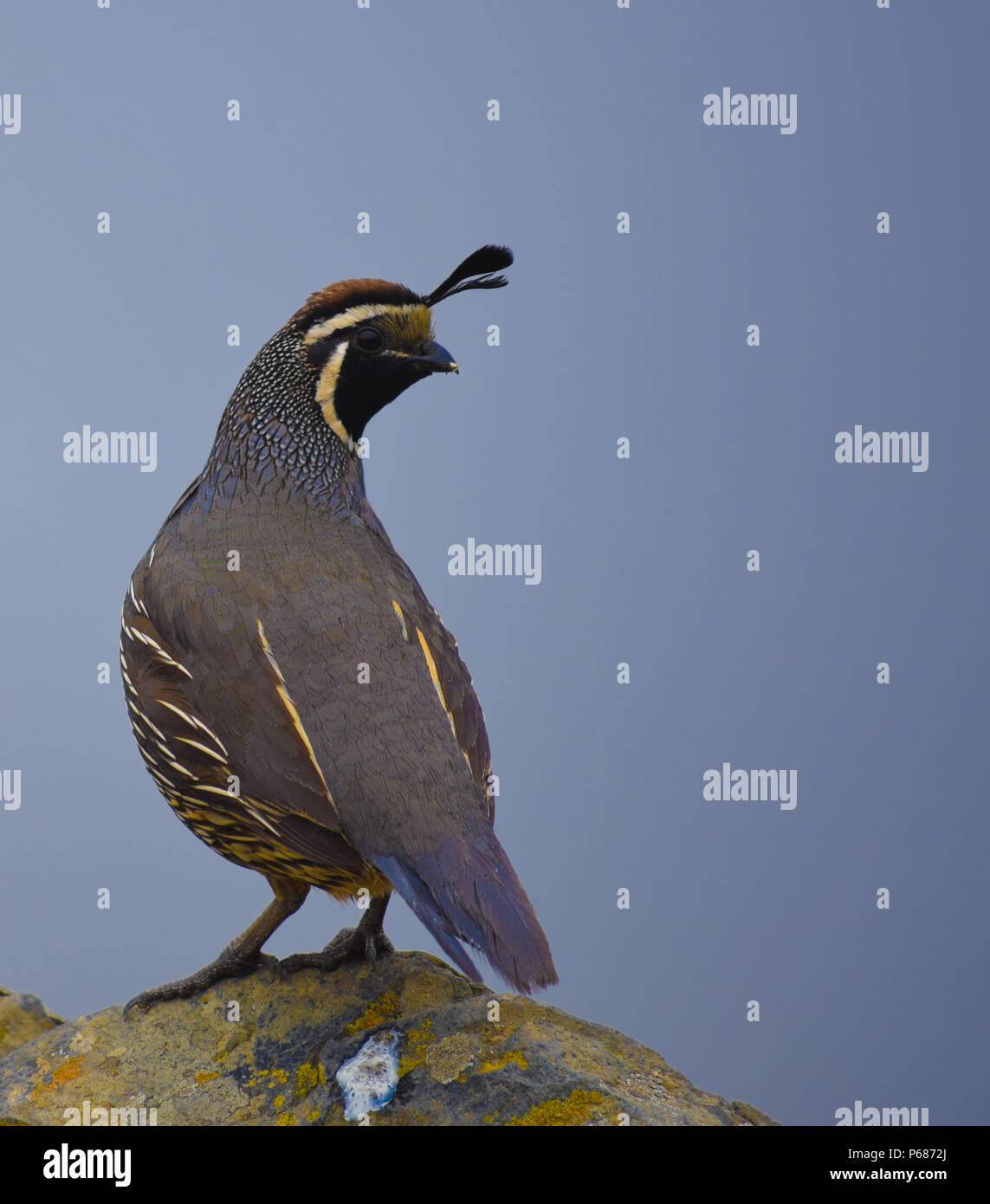 The state bird of California, Callipepla californica, or California ...