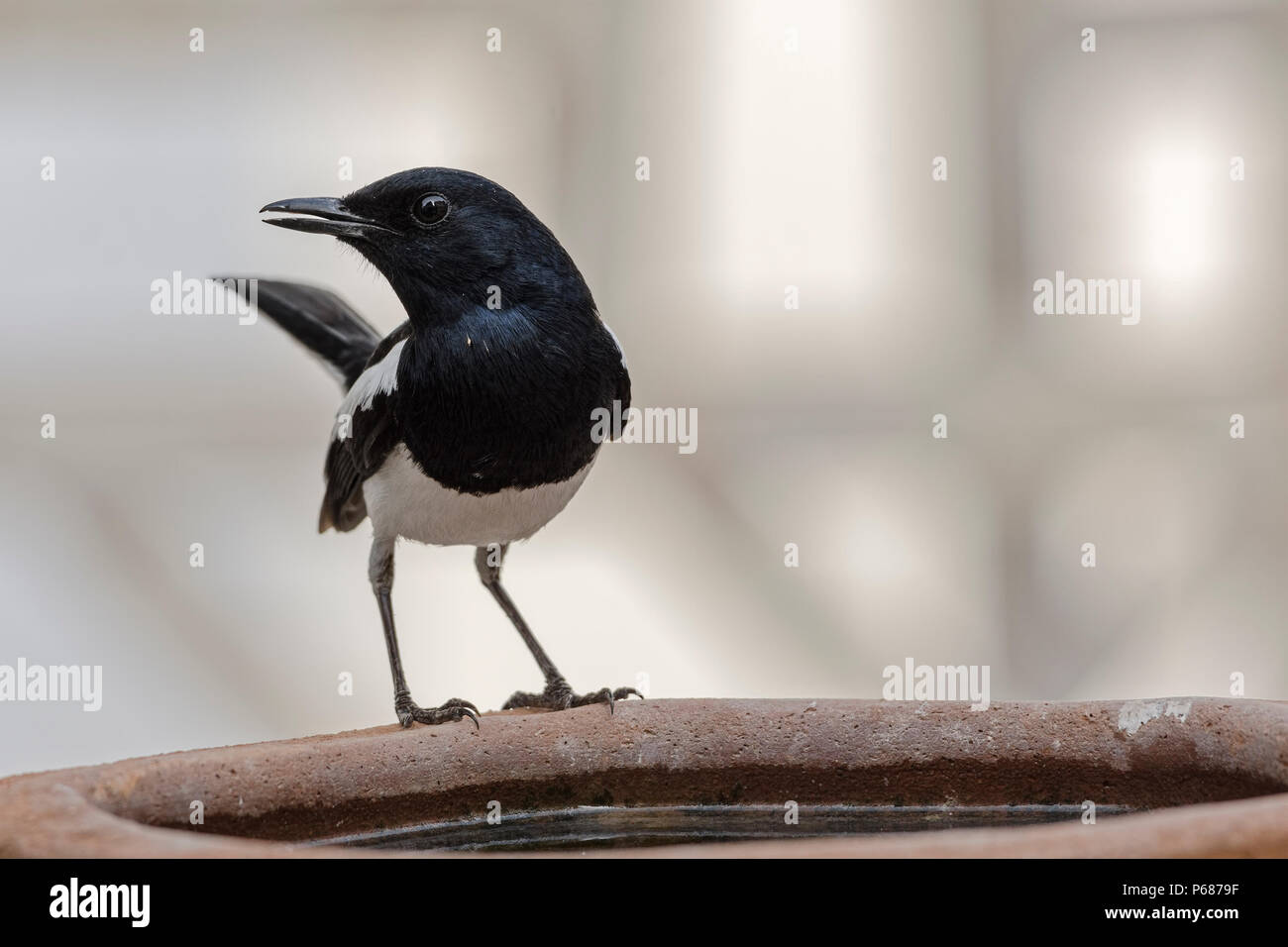 Male magpie hi-res stock photography and images - Alamy