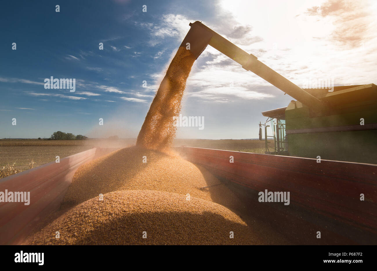 Pouring corn grain into tractor trailer after harvest Stock Photo - Alamy