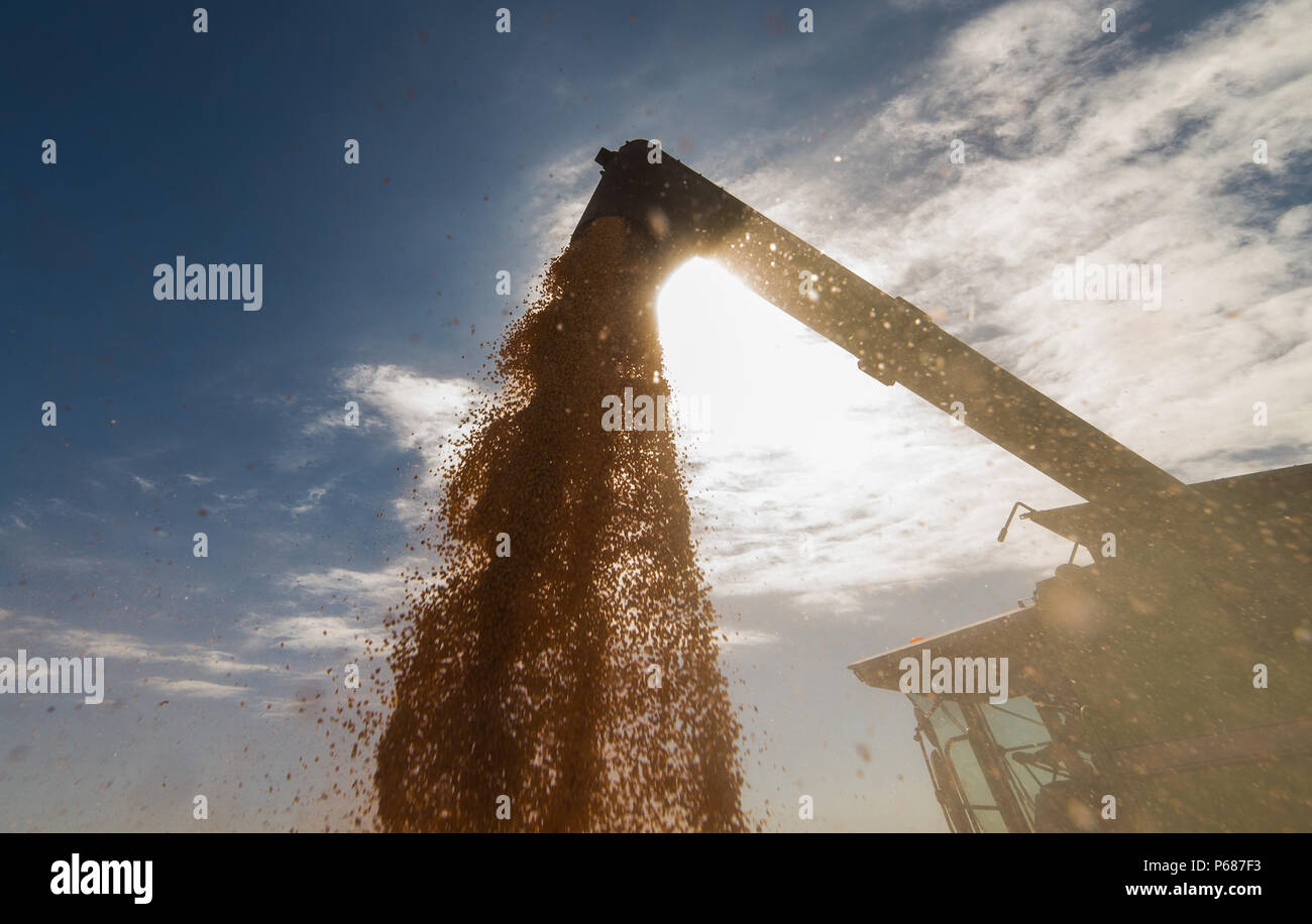 Pouring corn grain into tractor trailer after harvest Stock Photo - Alamy