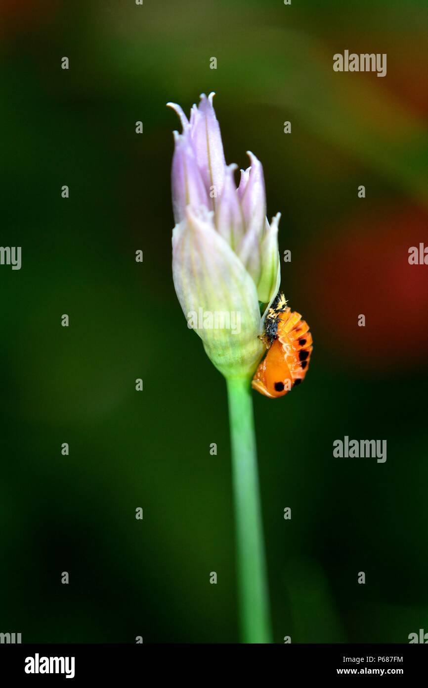 Larva of a ladybird on a purple chives blossom Stock Photo - Alamy