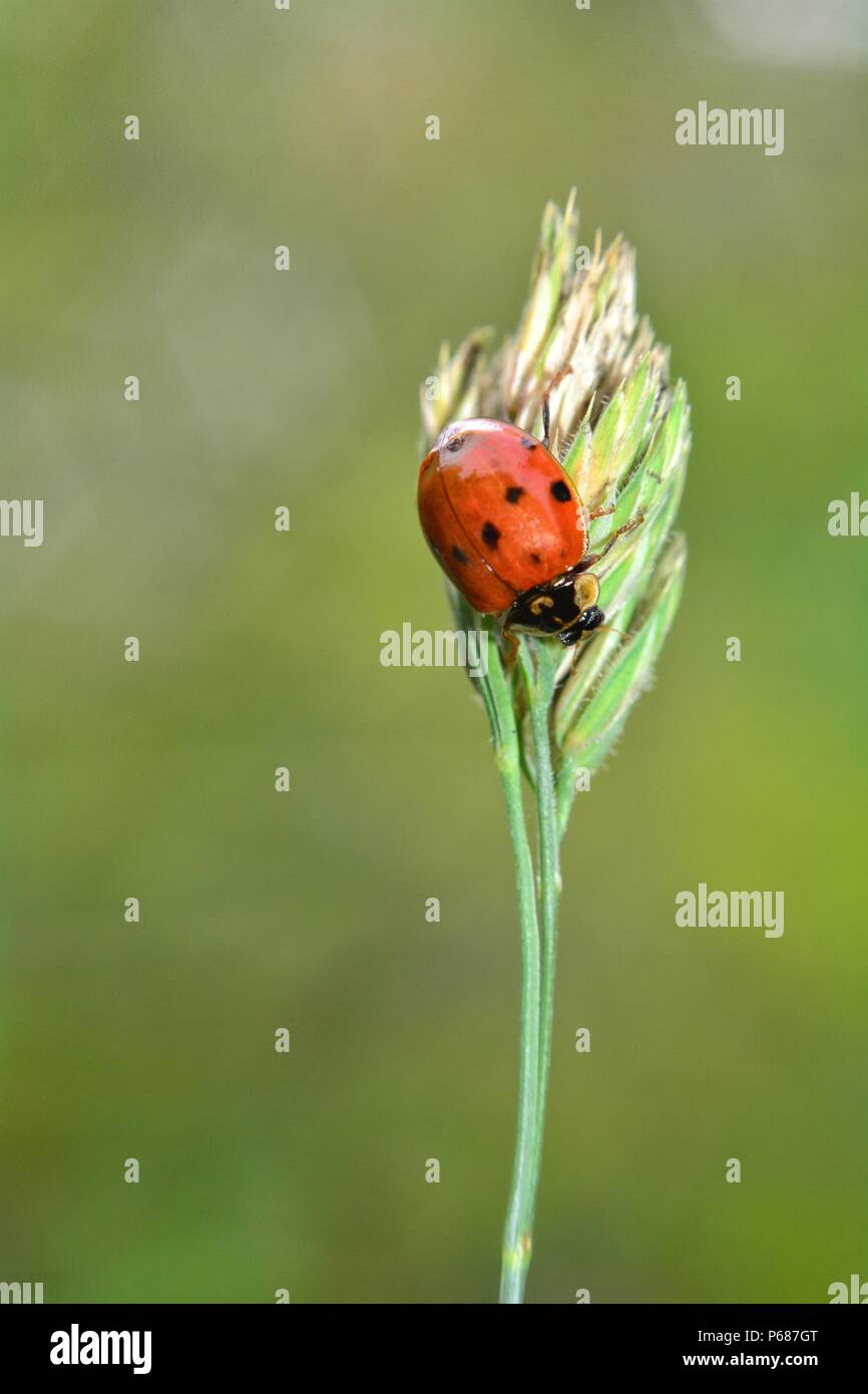 Ladybird insect europe macro hi-res stock photography and images - Alamy