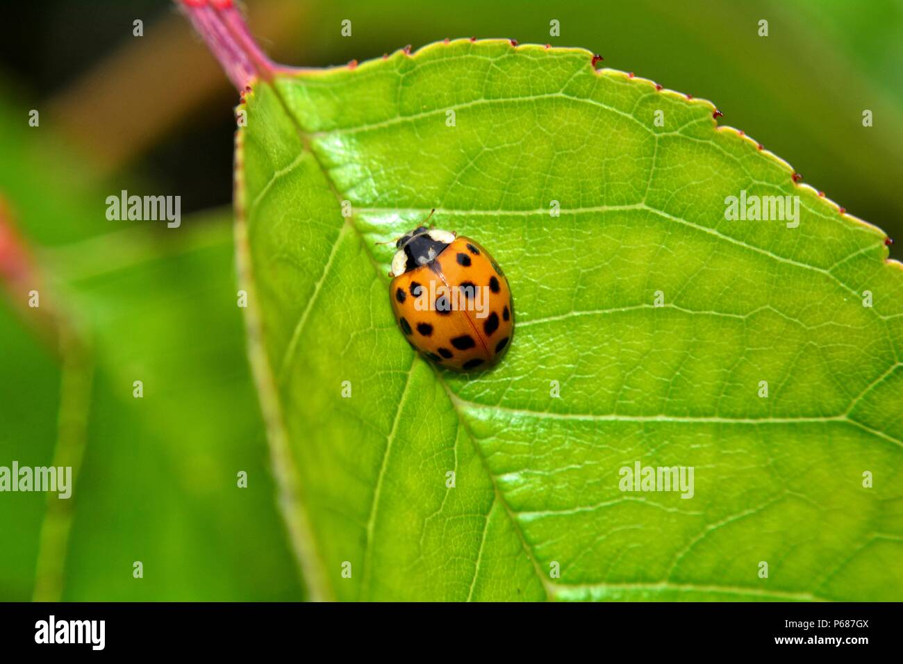 Ladybird crawling hi-res stock photography and images - Alamy