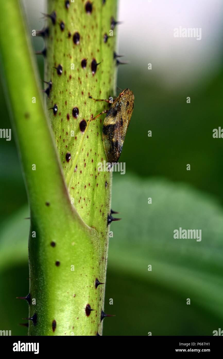 Insect in nature hi-res stock photography and images - Alamy
