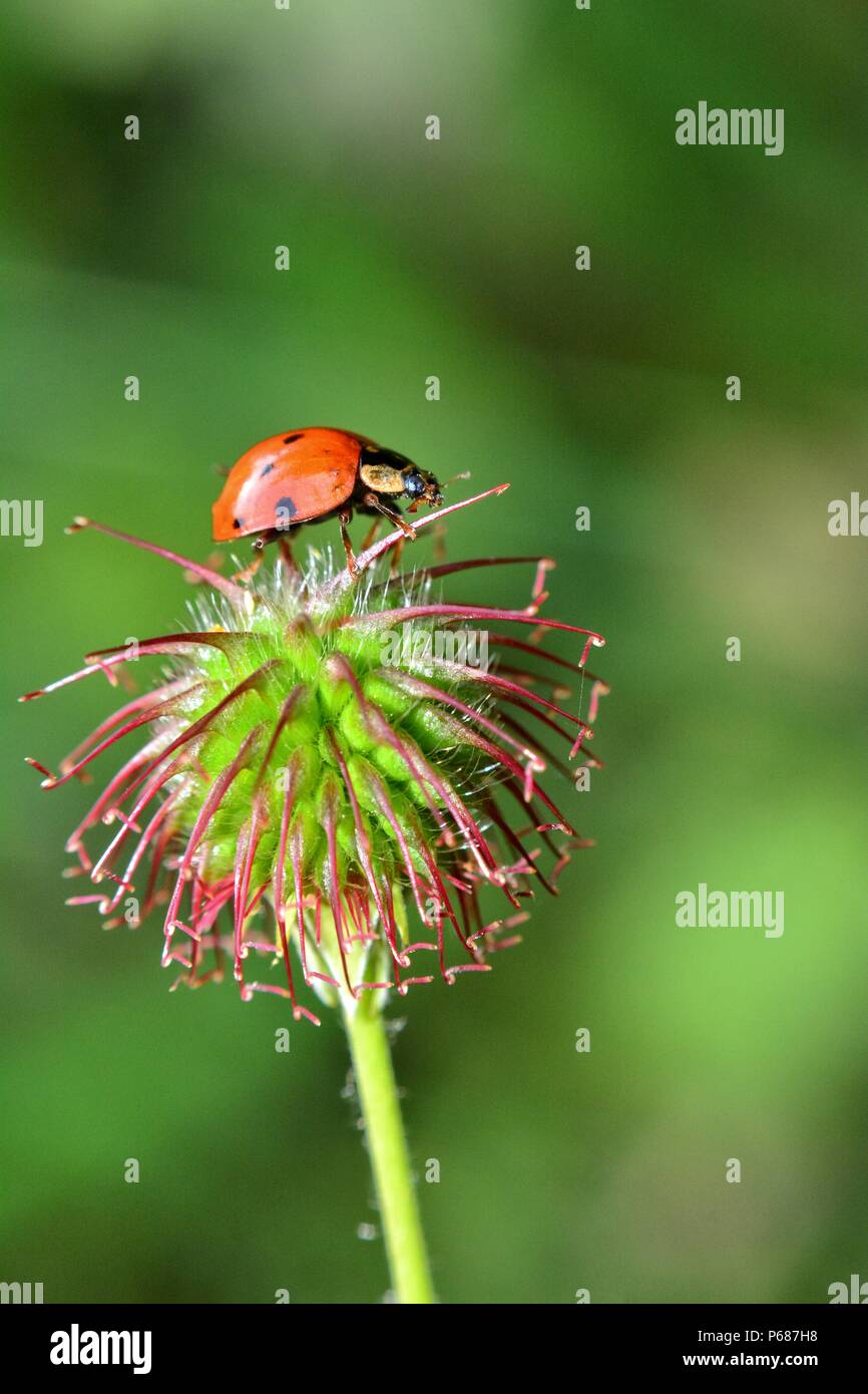 Ladybird red beetle coccinellidae hi-res stock photography and images ...