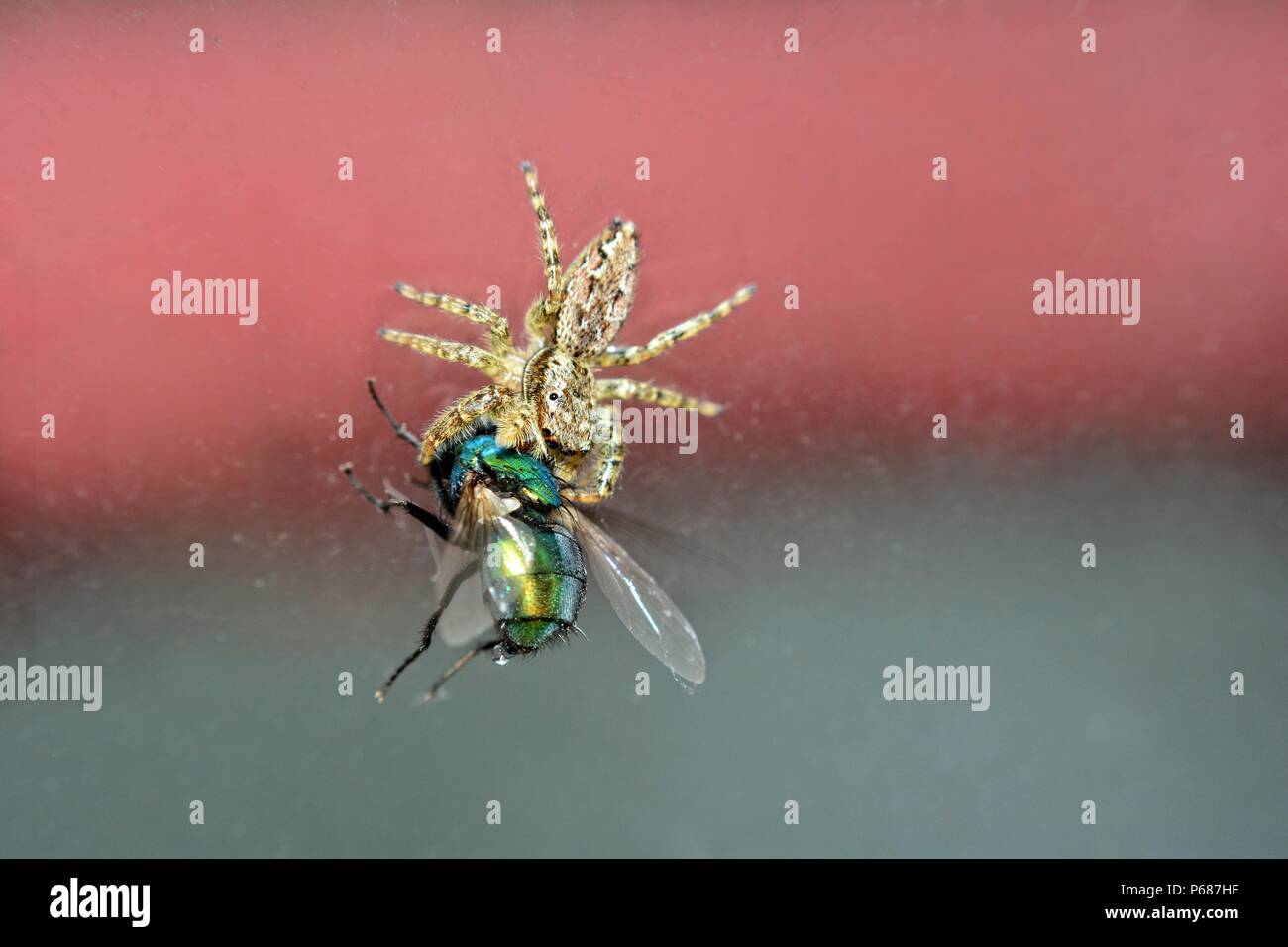 Spider eating a fly Stock Photo - Alamy