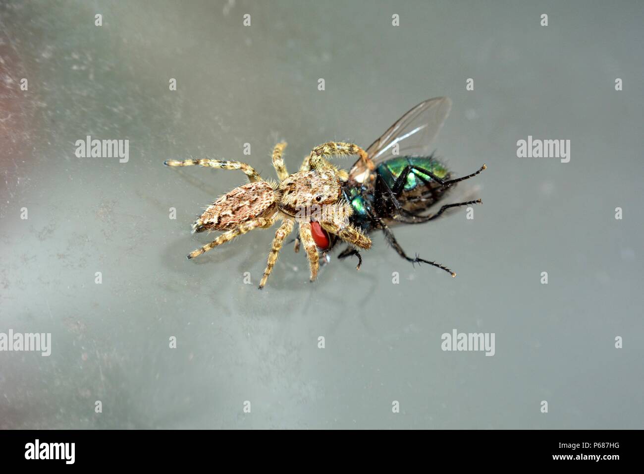 Spider eating a fly Stock Photo - Alamy