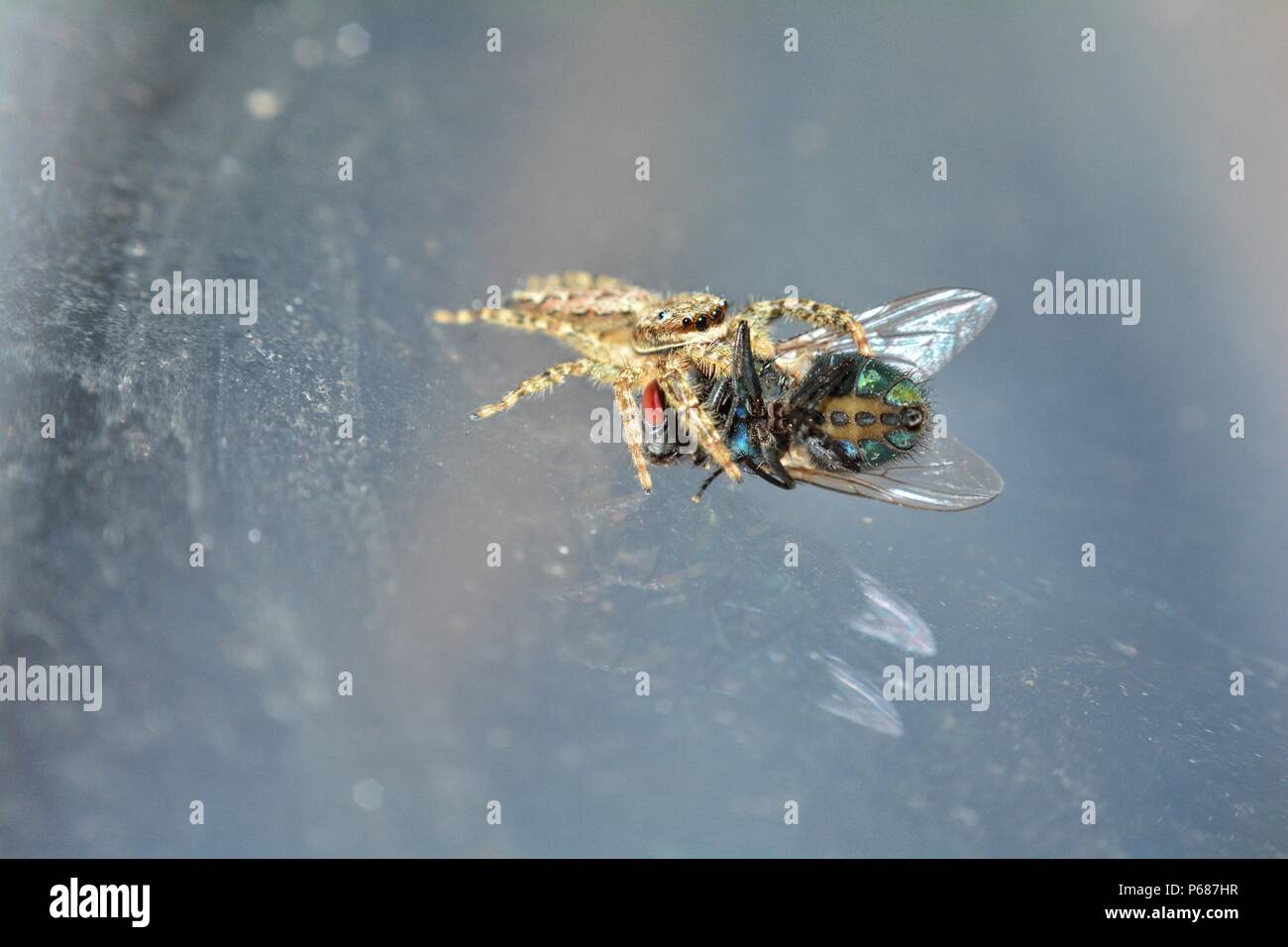 Spider eating a fly Stock Photo - Alamy