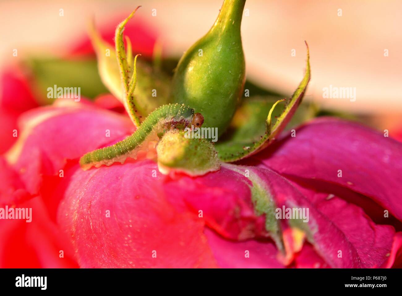 Caterpillar eating rose leaves hi-res stock photography and images - Alamy