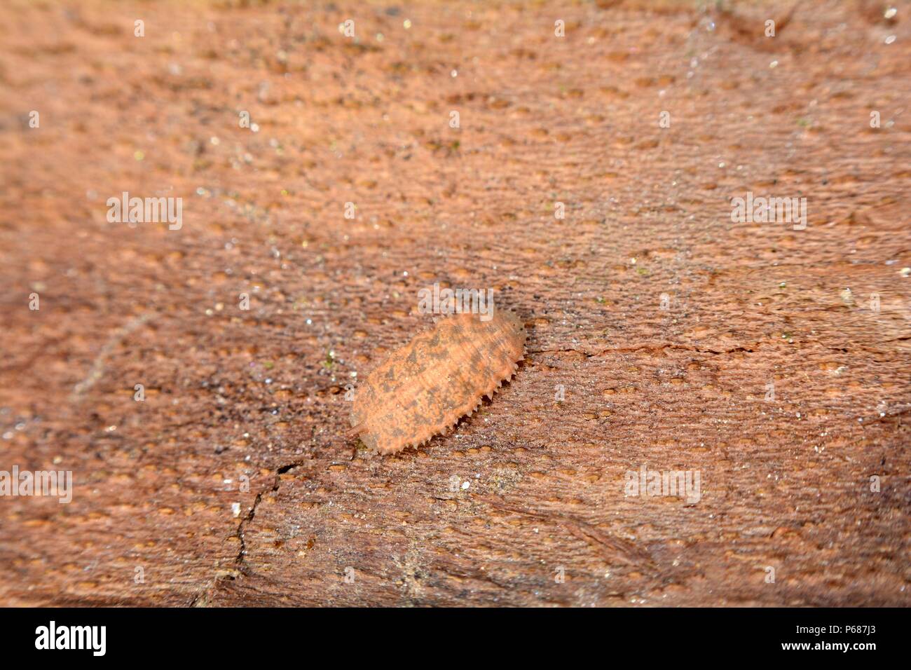 Insect in nature hi-res stock photography and images - Alamy