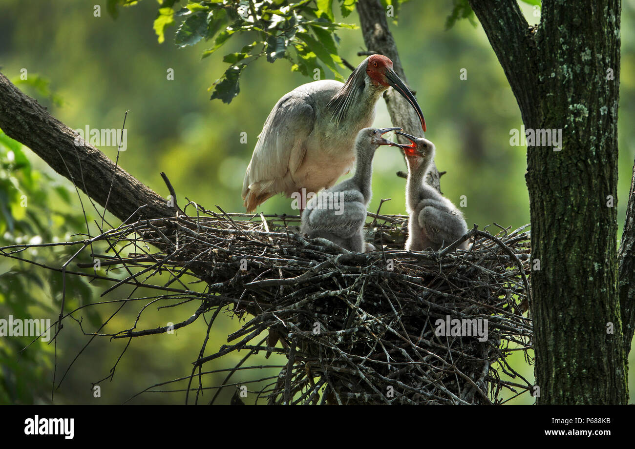 China crested ibis hi-res stock photography and images - Alamy