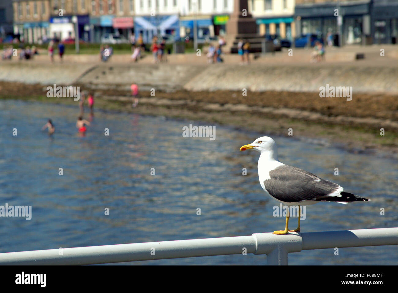 Helensburgh Beach Stock Photos & Helensburgh Beach Stock Images - Alamy