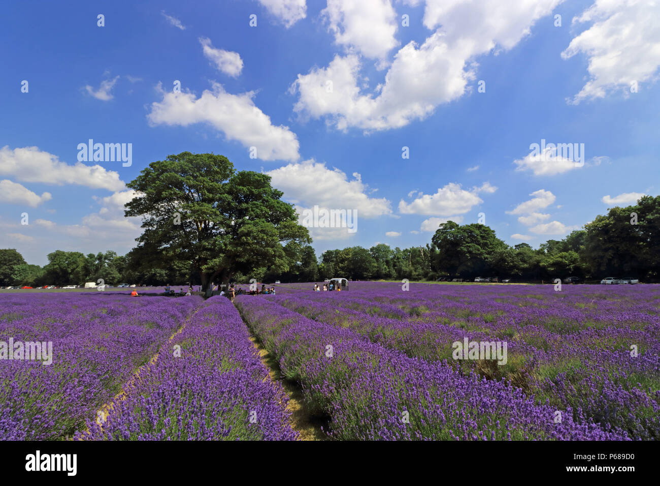 Banstead Surrey England UK. 28th June 2018. A glorious summers day at ...