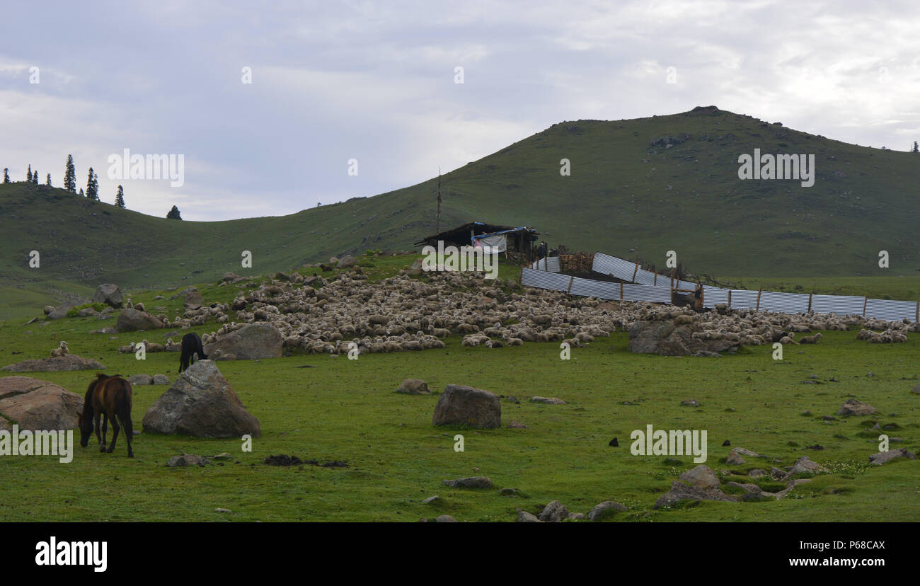 June 27, 2018 - Budgam, Jammu And Kashmir, India - Sheep graze in the ...