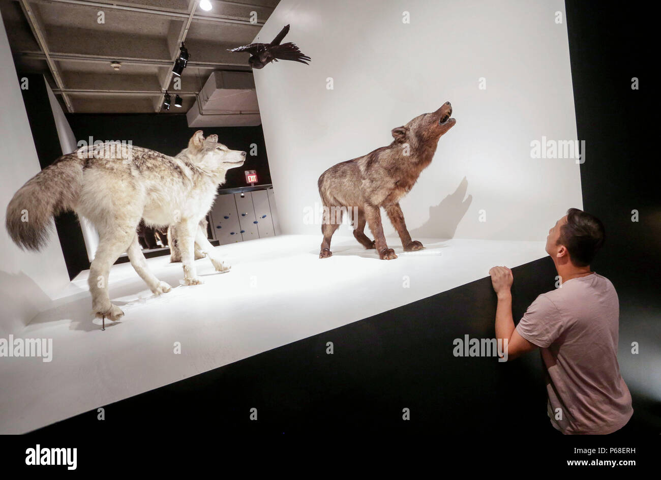 Vancouver, Canada. 28th June, 2018. A visitor looks at specimens of ...