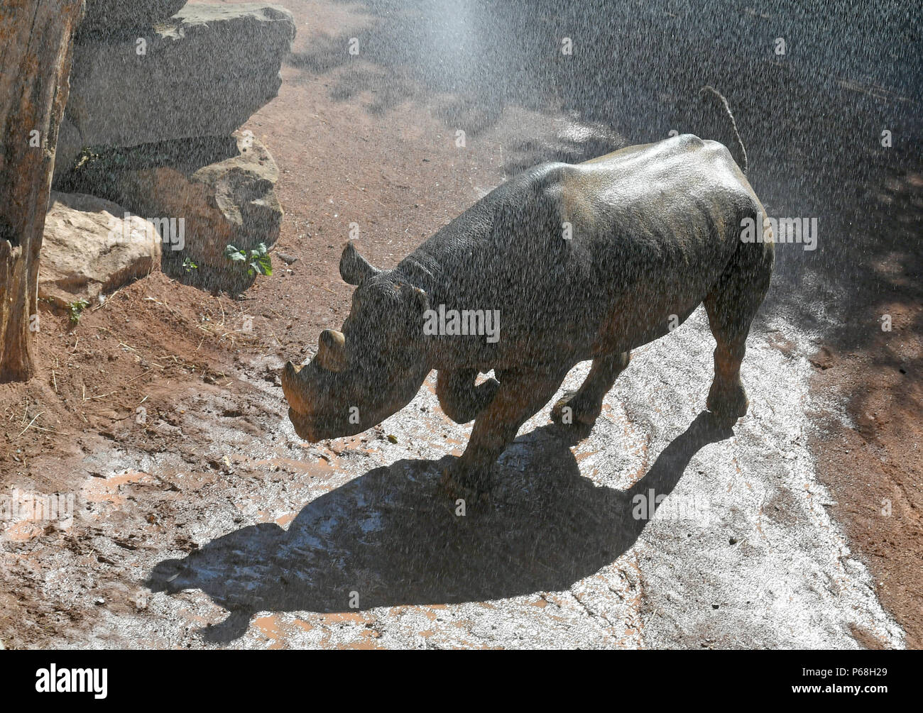 Rhinoceros In Open Zoo Enclosure High Resolution Stock Photography and ...