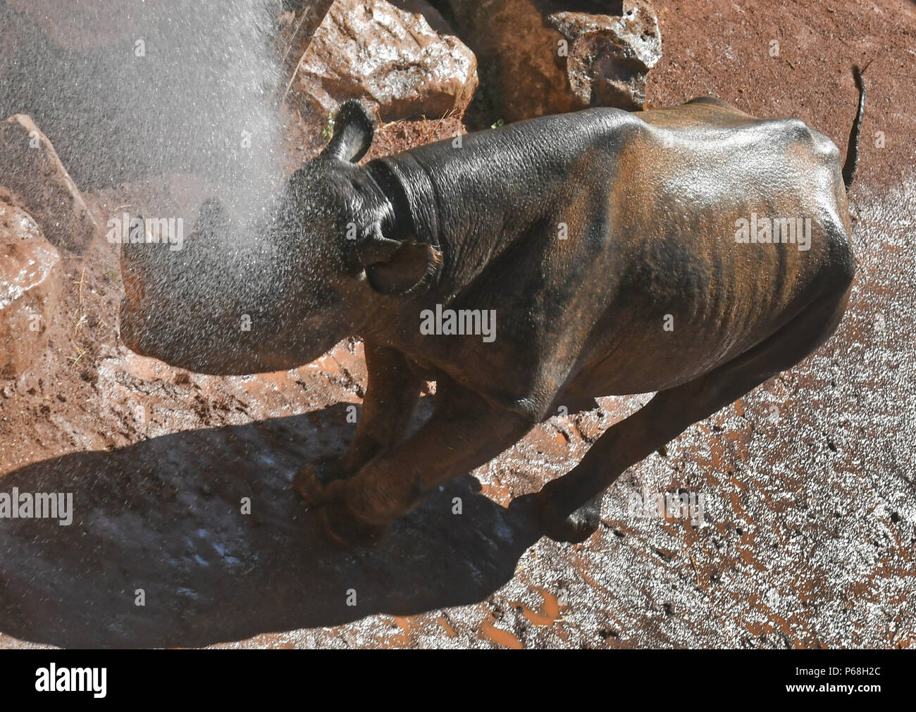 Hanover, Germany. 29th June, 2018. The black rhinoceros bull Kito takes ...