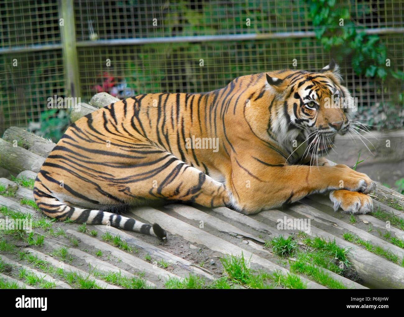 Welsh Mountain Zoo in Conwy, Wales, Uk Sumatran tigersunbathes in 30c ...