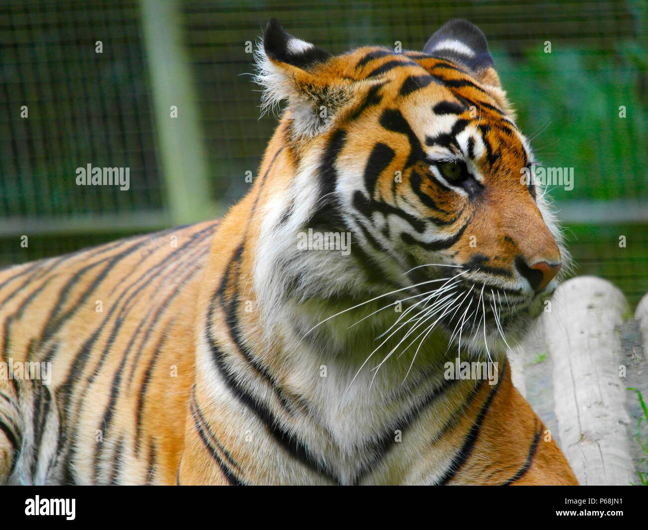 Welsh mountain zoo hi-res stock photography and images - Alamy