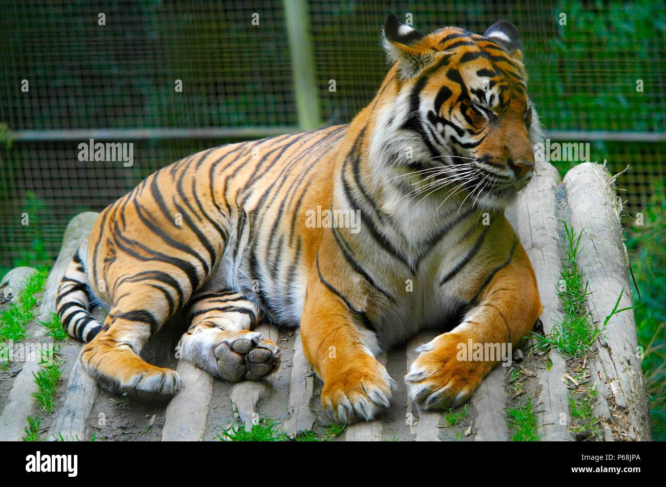 Sumatrian tigers hi-res stock photography and images - Alamy
