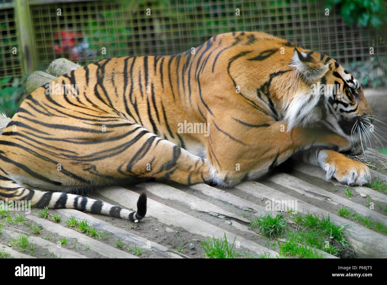 Sumatrian tigers hi-res stock photography and images - Alamy