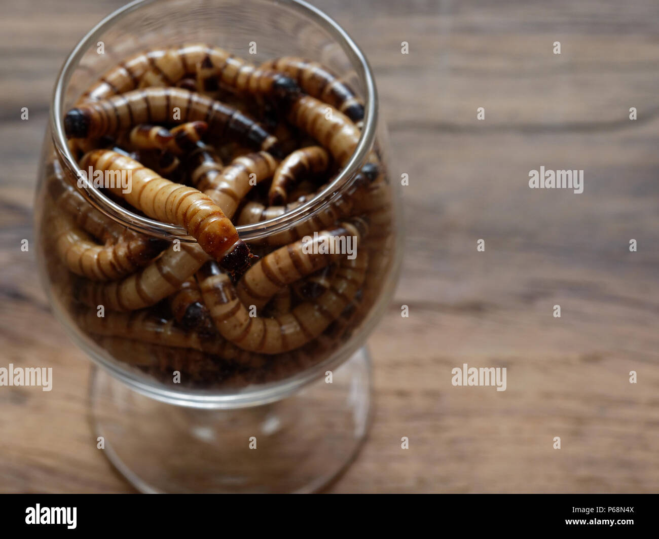 A group of super or giant worms crawl inside small brandy glass over ...