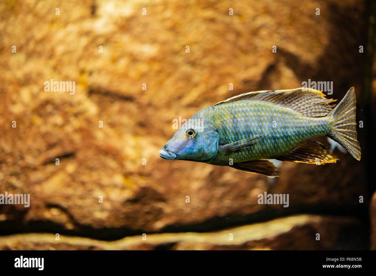 Ciclid fish (Fossorochromis rostratus) in the water Stock Photo - Alamy