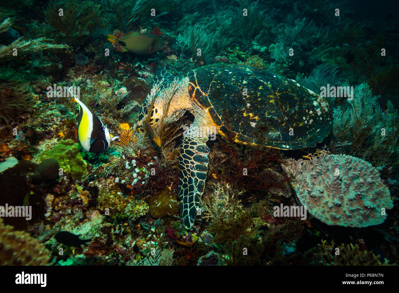 Turtle in Komodo national park Stock Photo - Alamy