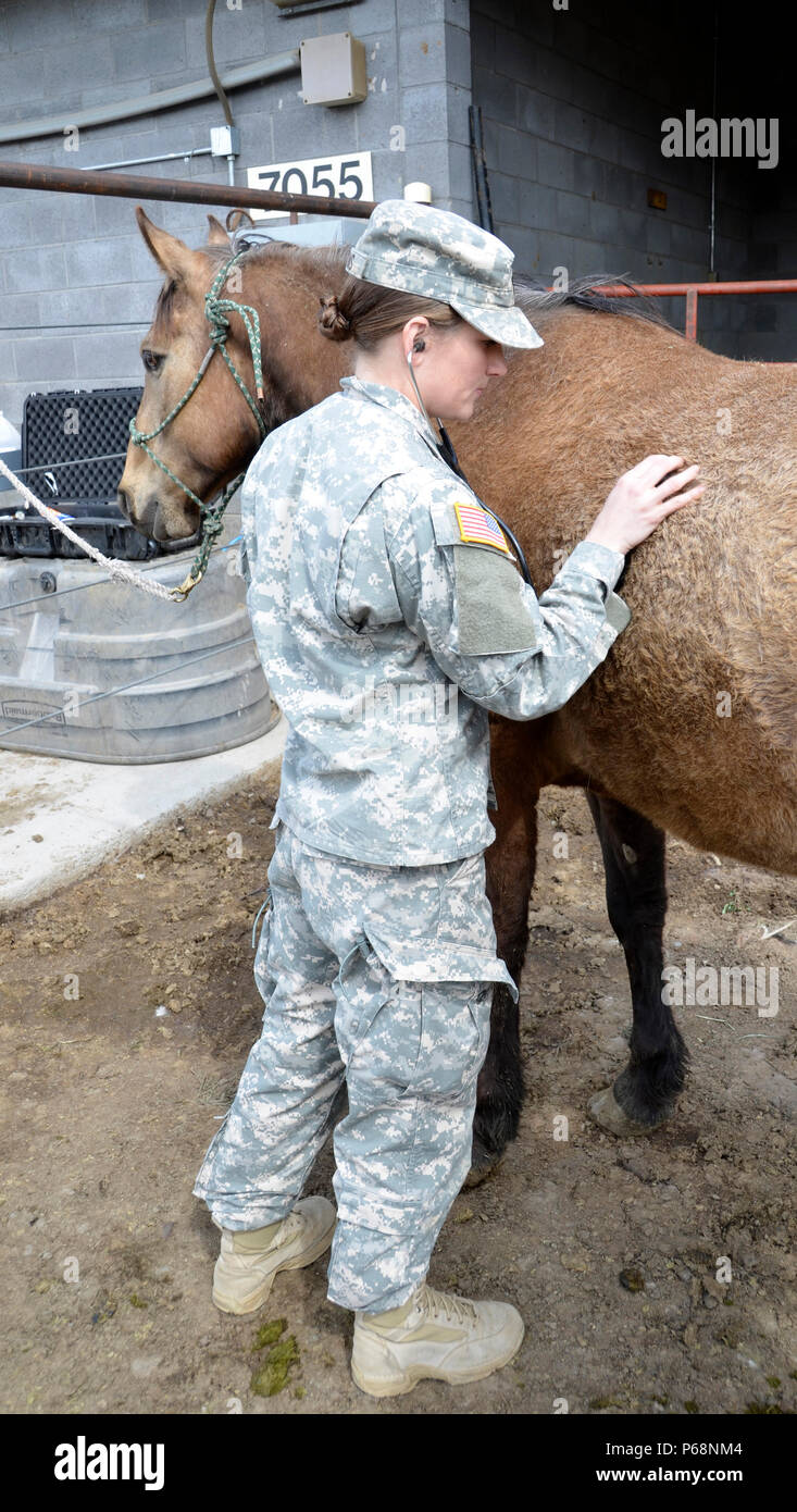 Us army veterinary corps hi-res stock photography and images - Alamy