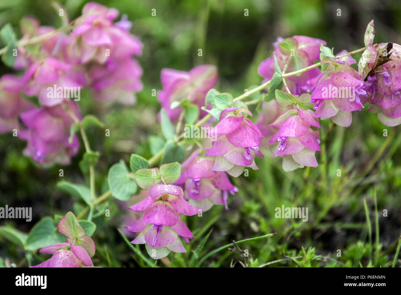 Origanum " Kent Beauty ", Oregano, Marjoram Stock Photo - Alamy