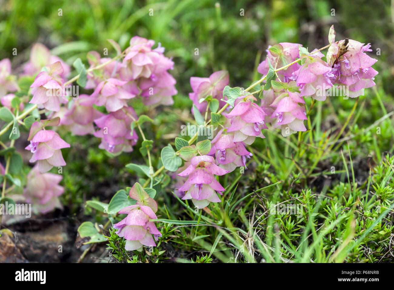 Origanum 'Kent Beauty' Oregano, Marjoram Stock Photo - Alamy