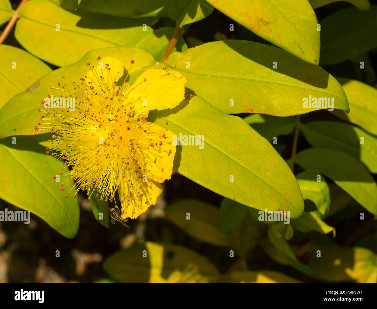 Golden yellow foliage and powderpuff yellow flower of the ground ...