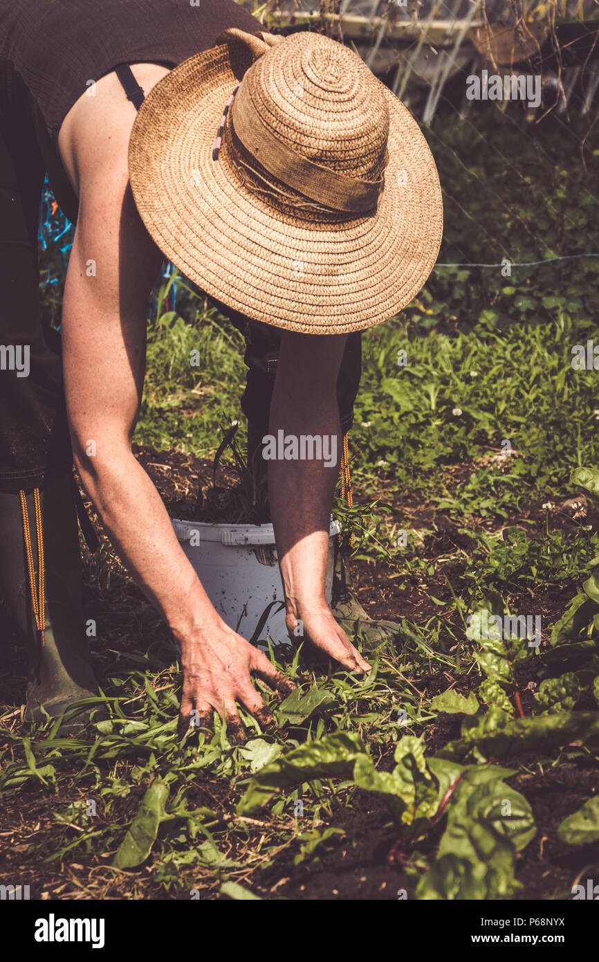 Removing weeds hi-res stock photography and images - Alamy