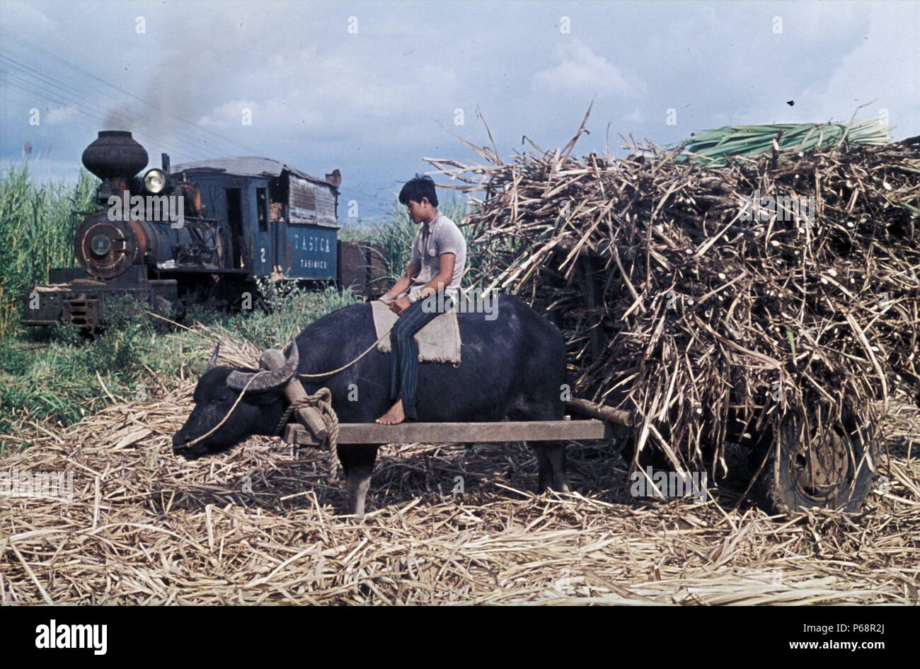 Water Buffalo known as Carabaos bring the cane to the railhead as Alco ...