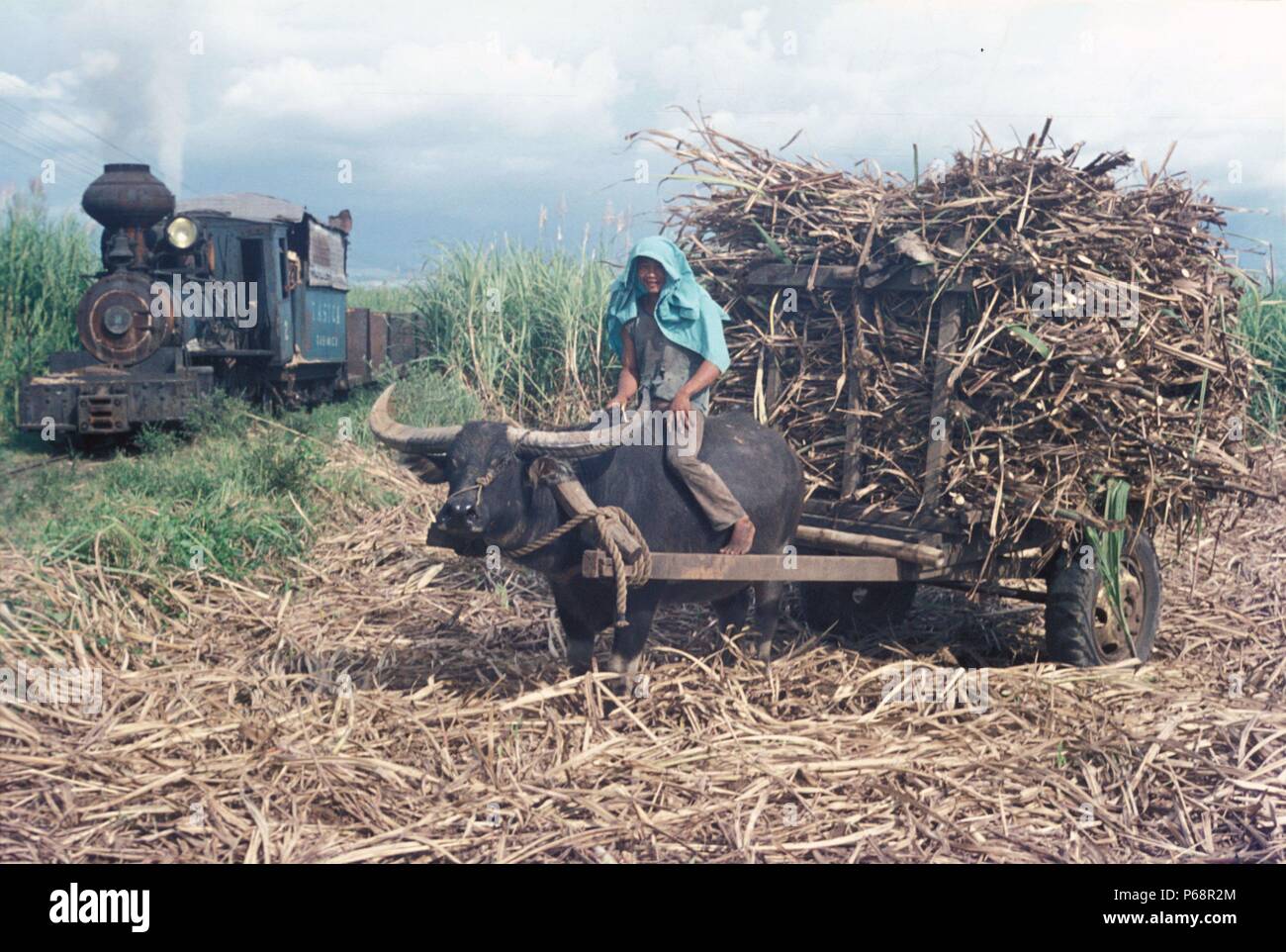 Water Buffalo known as Carabaos bring the cane to the railhead as Alco ...