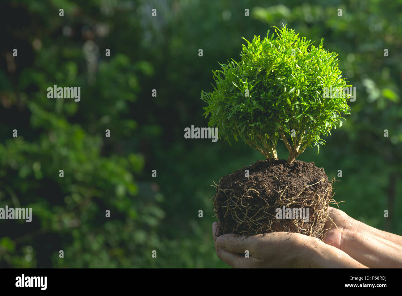 Human hands holding green small plant life concept. Ecology concept ...