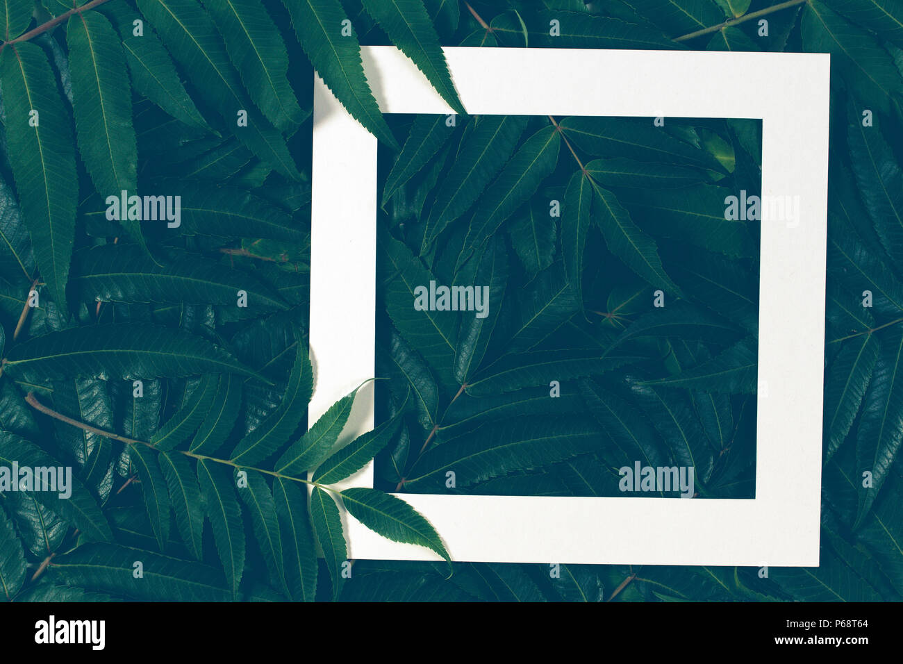 Creative layout made of green leaves with paper card note. Flat lay ...